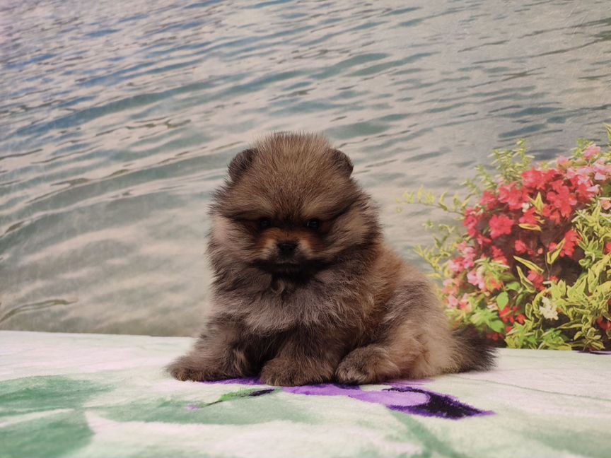 Шпиц мишка бу мальчик