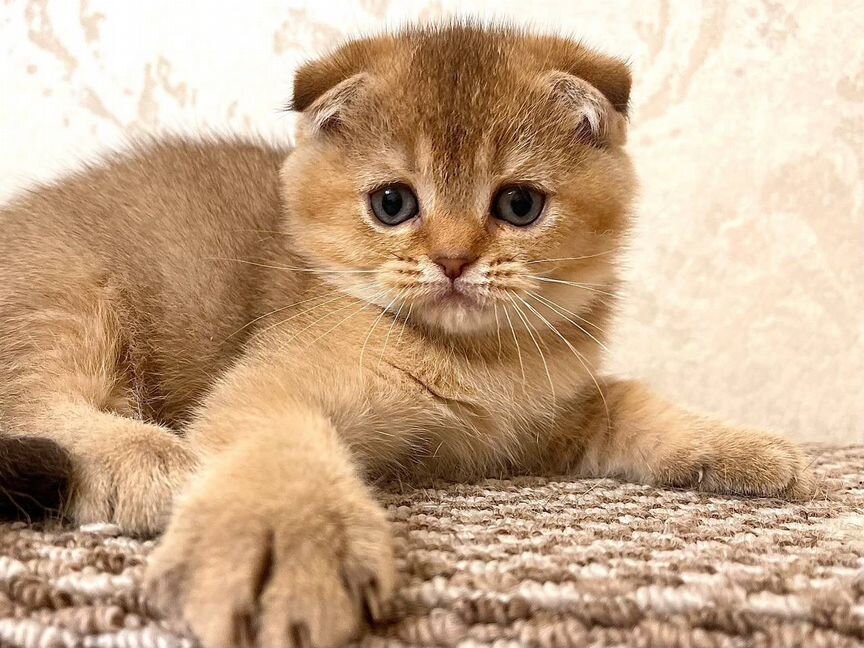 Шотландская