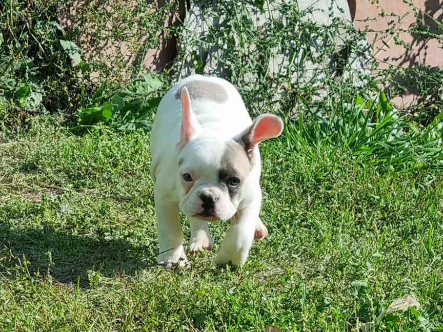 Французский бульдог девочка