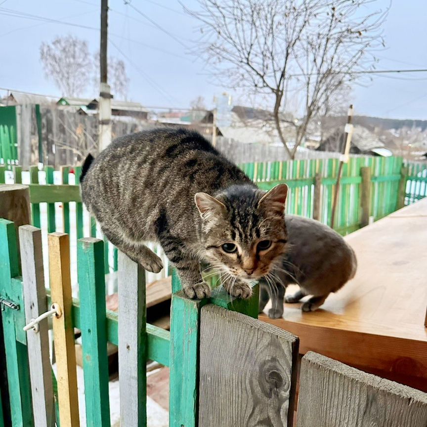 Кошка выживает на улице