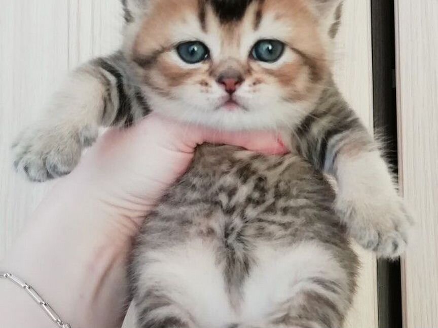 Шотландские пупсики очаровашки