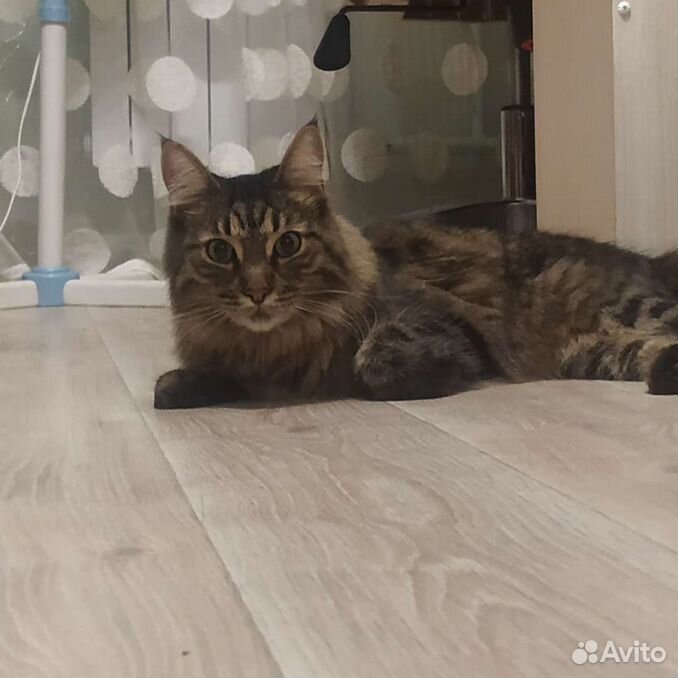 Порода не известна