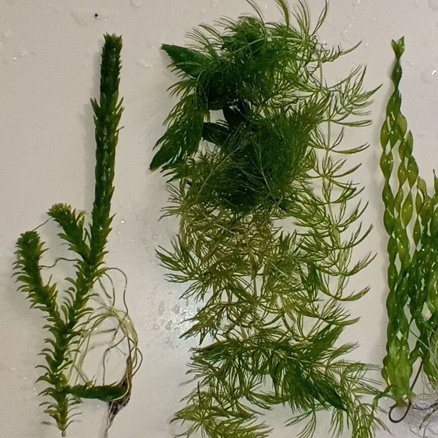 Аквариумные растения