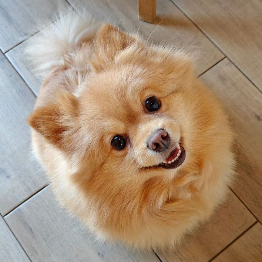 Померанский шпиц, взрослая собака