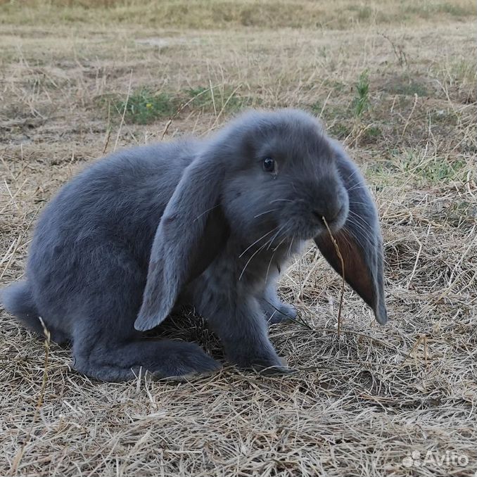 Кролики французский баран