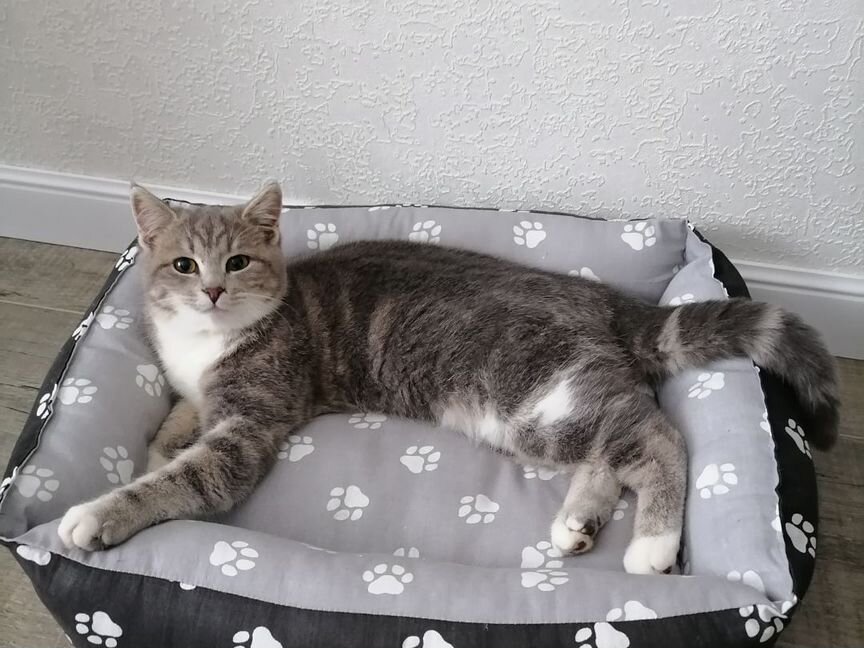 Кошка в добрые руки