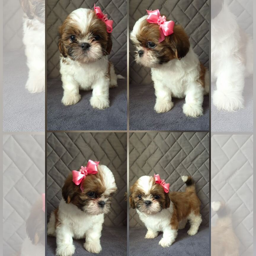 Ши-тцу, щенок