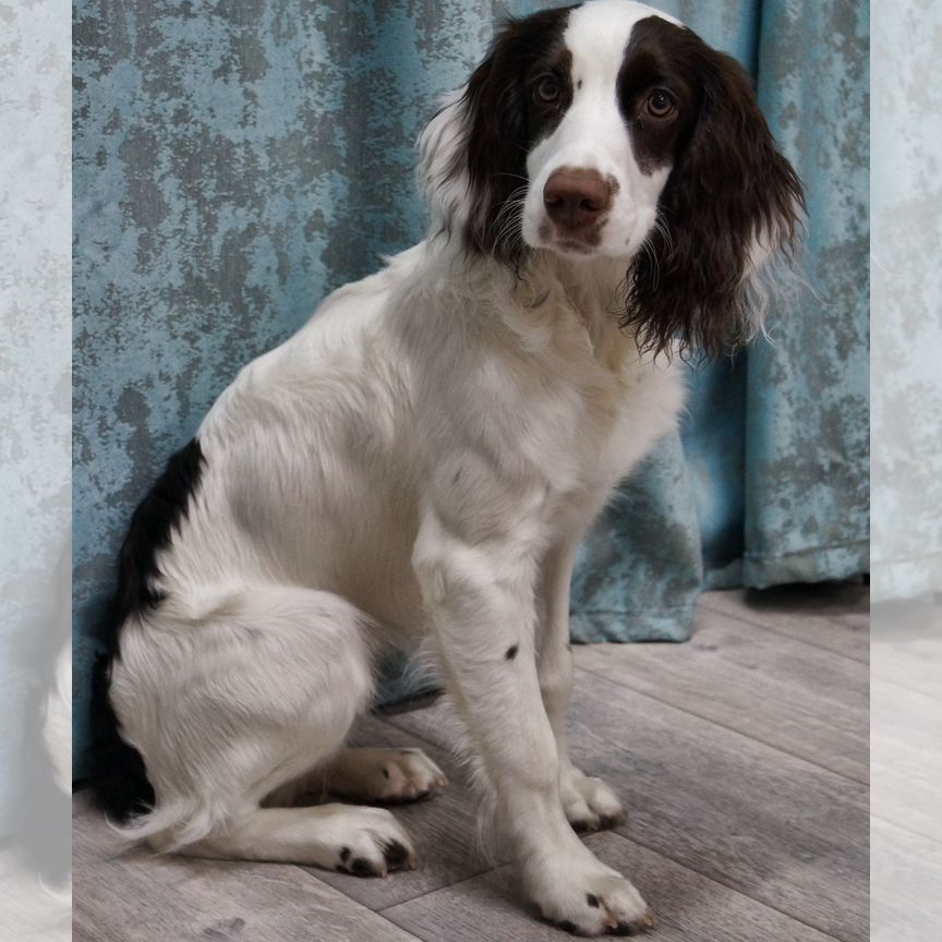 Русский охотничий спаниель, щенок