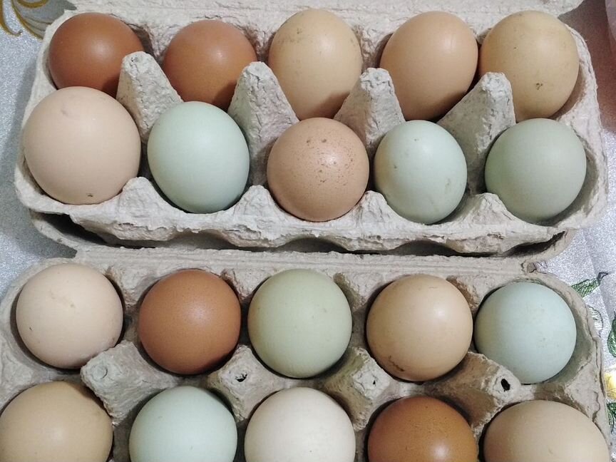 Инкубационное яйцо кур