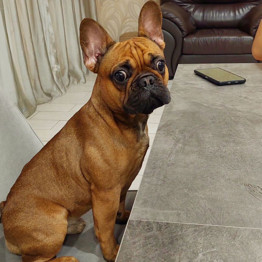 Французский бульдог кобель вязка