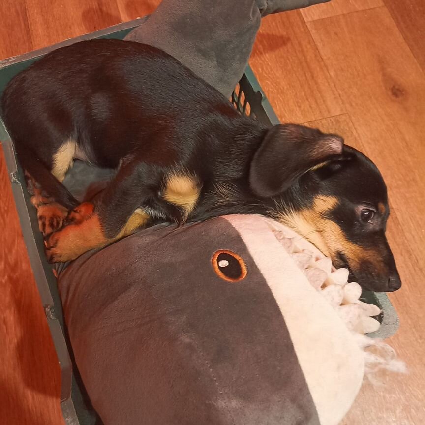 Такса в добрые руки