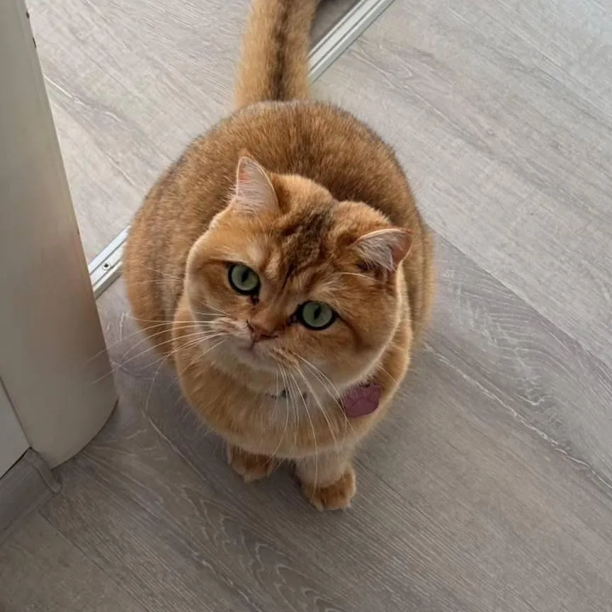Котика Финюшу ждут дома