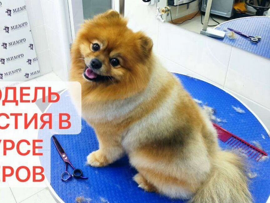 Померанский шпиц