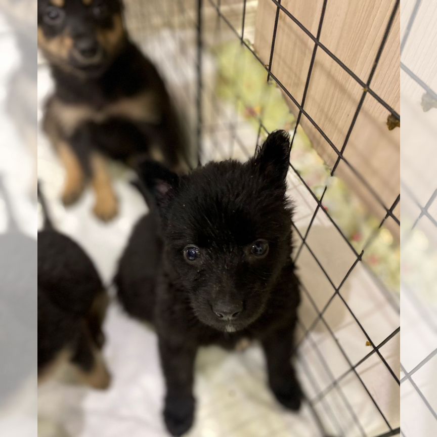 Щенок в добрые руки