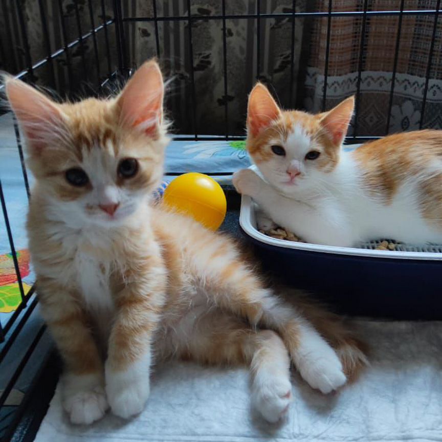 Котята в добрые руки бесплатно