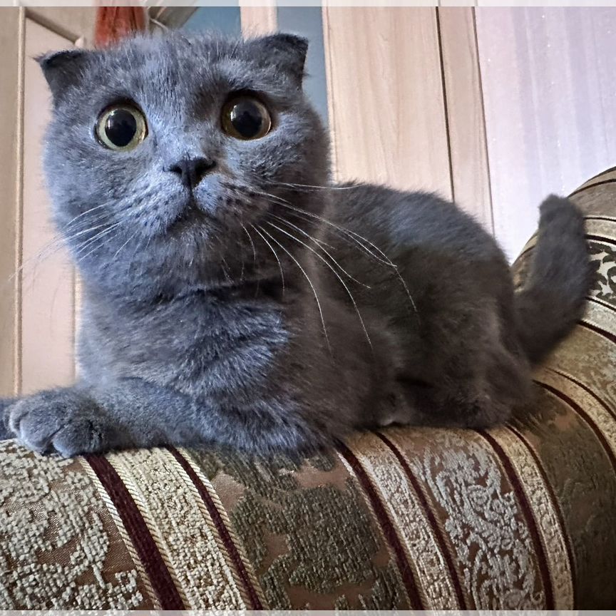 Шотландские вислоухие кошечка бесплатно