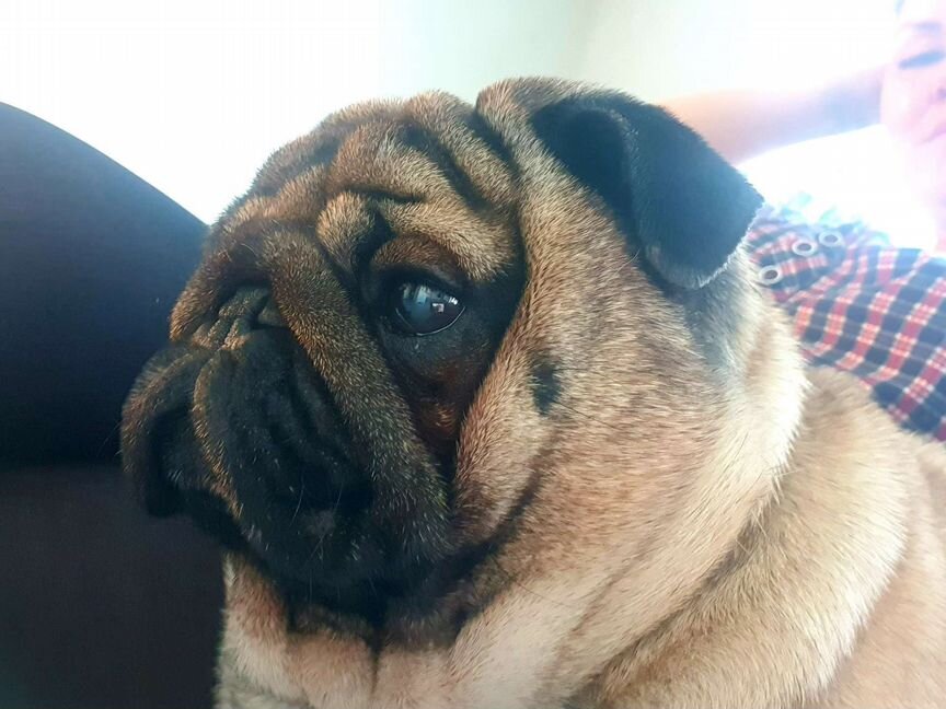 Читайте внимательно. Мопс