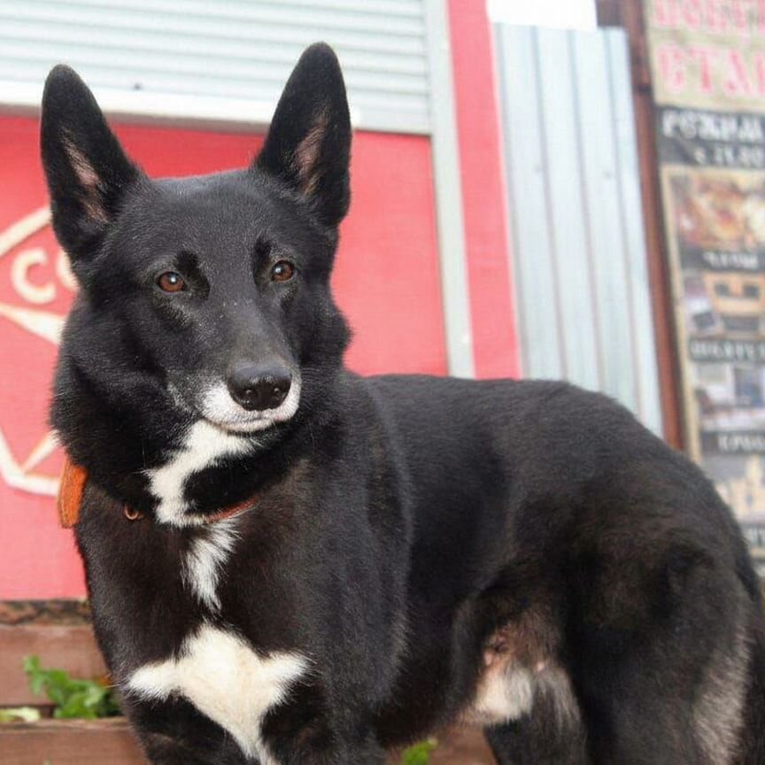 Взрослый пёс в добрые руки