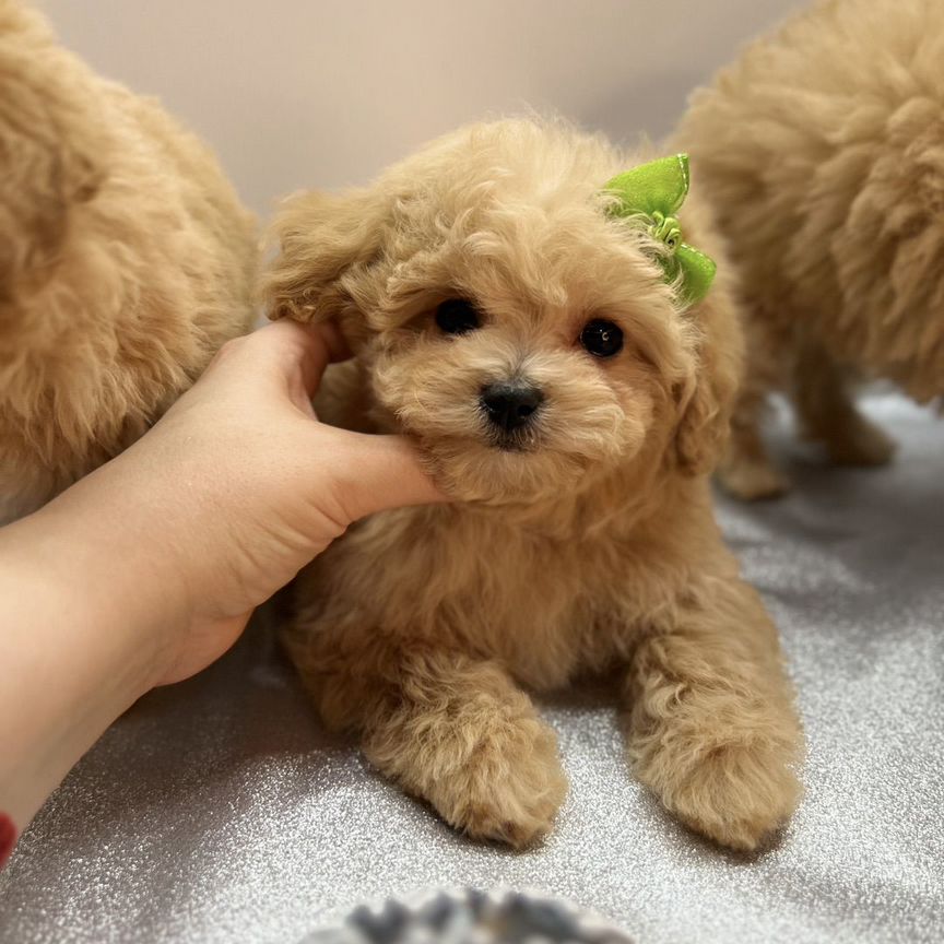 Пушон мини мальчик