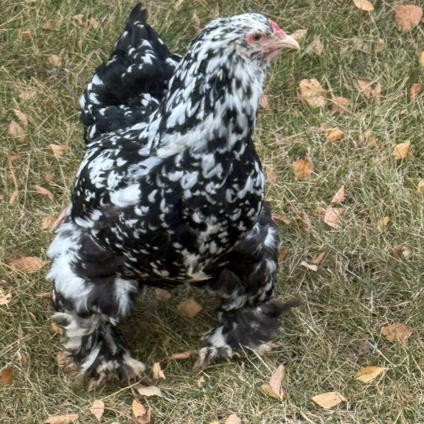 Куры породы брама