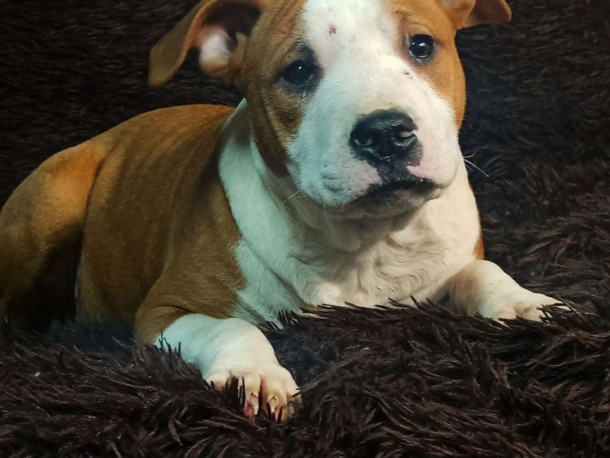 Стаффордширский терьер