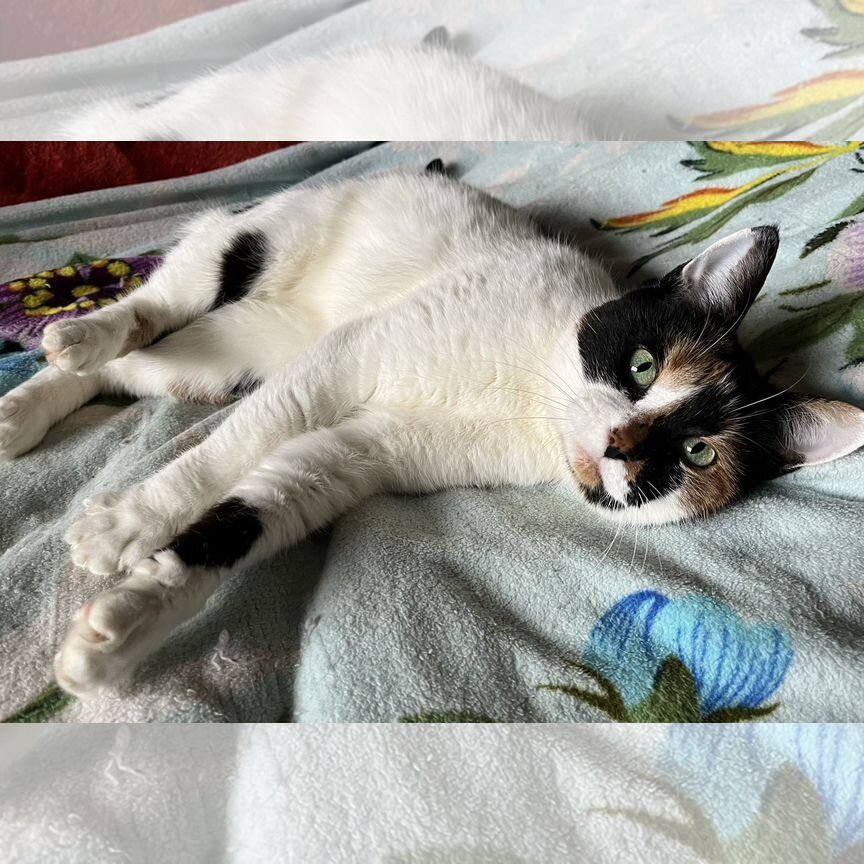 Кошка Буся в добрые руки