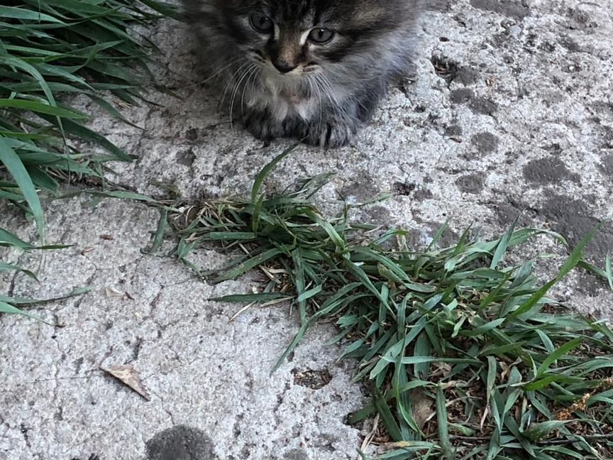 Котята в добрые руки. Могу привезти