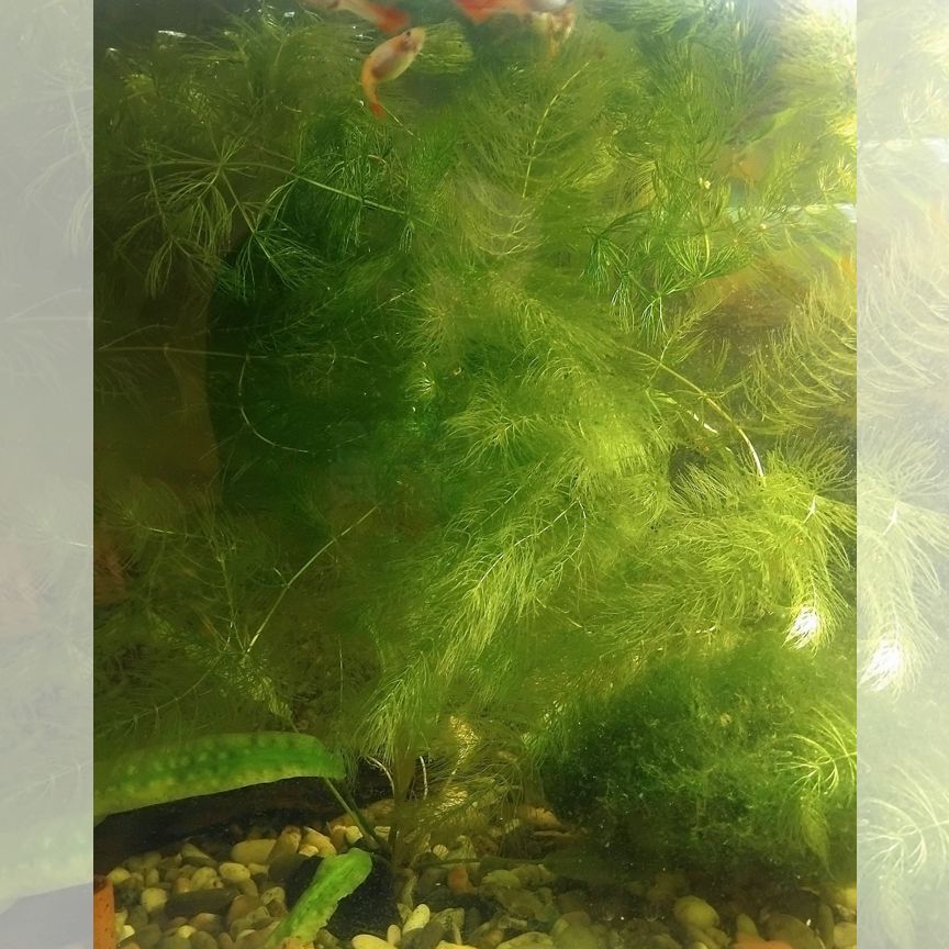 Водоросли для аквариума