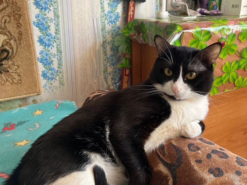 Котята в добрые руки бесплатно мальчик