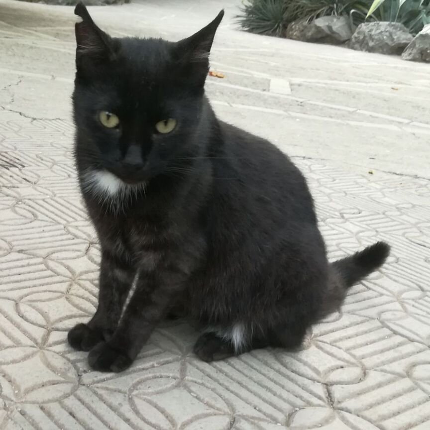 Взрослая, Девочка кошка в добрые руки