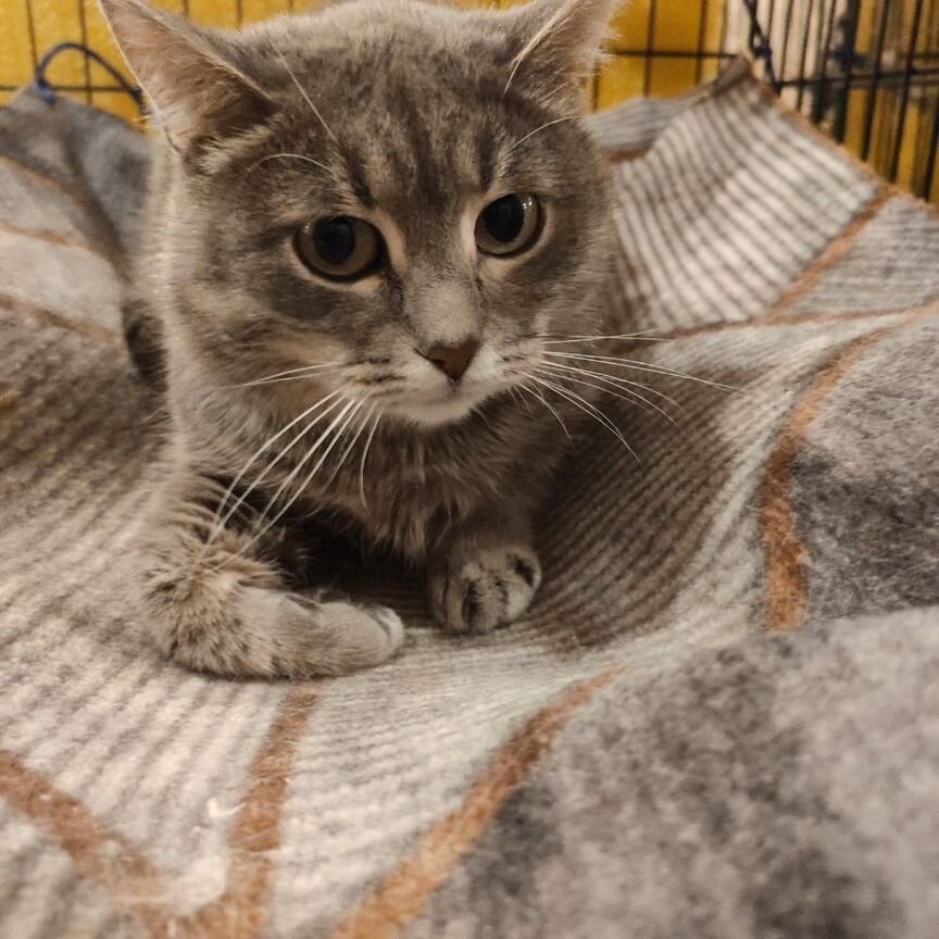 Кошечка Рыся в добрые руки