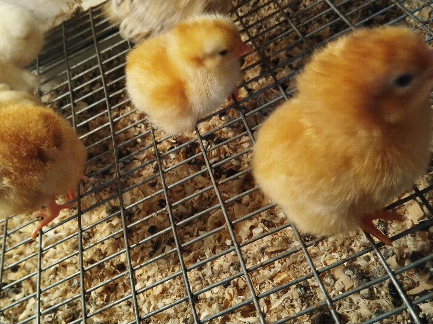 Цыпленок редбро