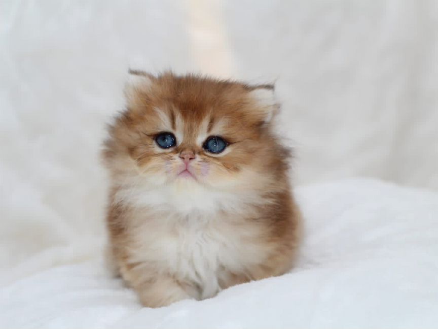 Шикарная длинношерстная девочка