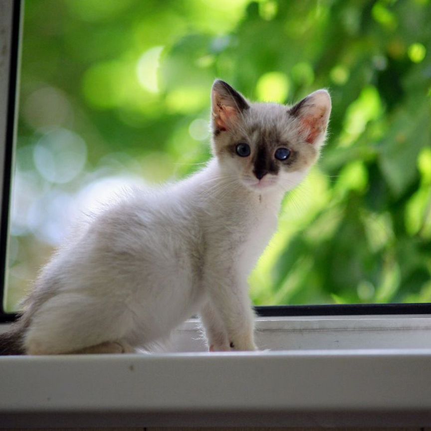 Кошечка, котенок ищет семью