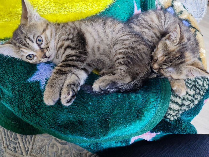 Кошка в дар бесплатно