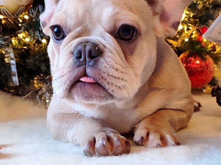 Французский бульдог девочка крем брюле