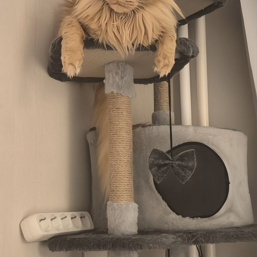 Мейн-кун, взрослая кошка