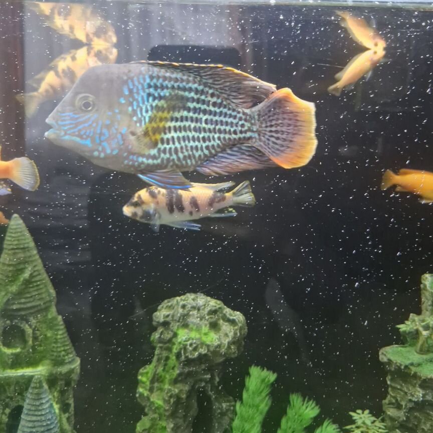 Акара бирюзовая