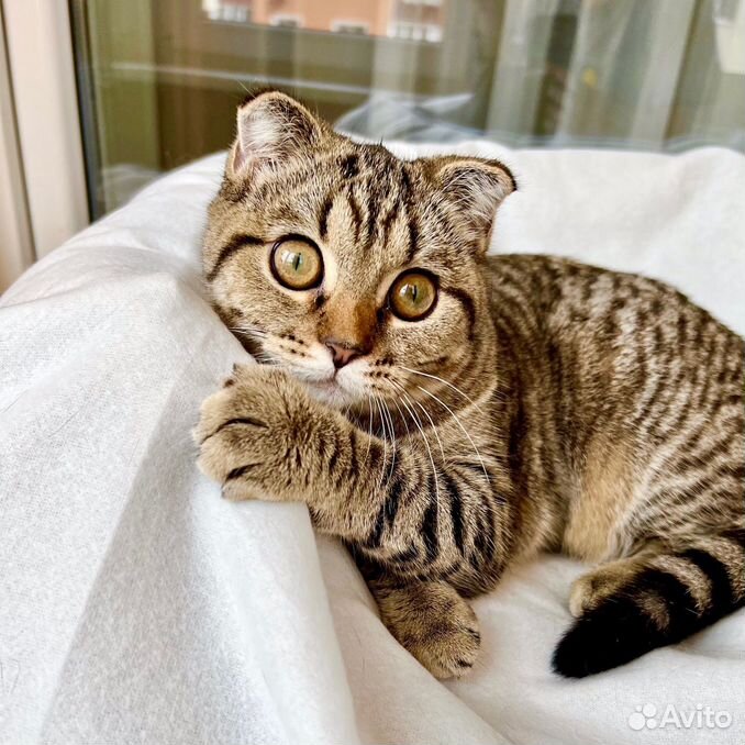 Маленькая полосатая вислоушка Энни в добрые руки