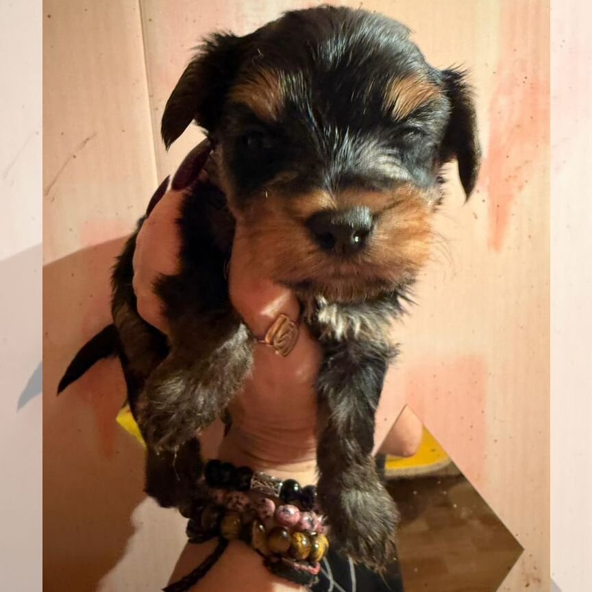 Йоркширский терьер, щенок