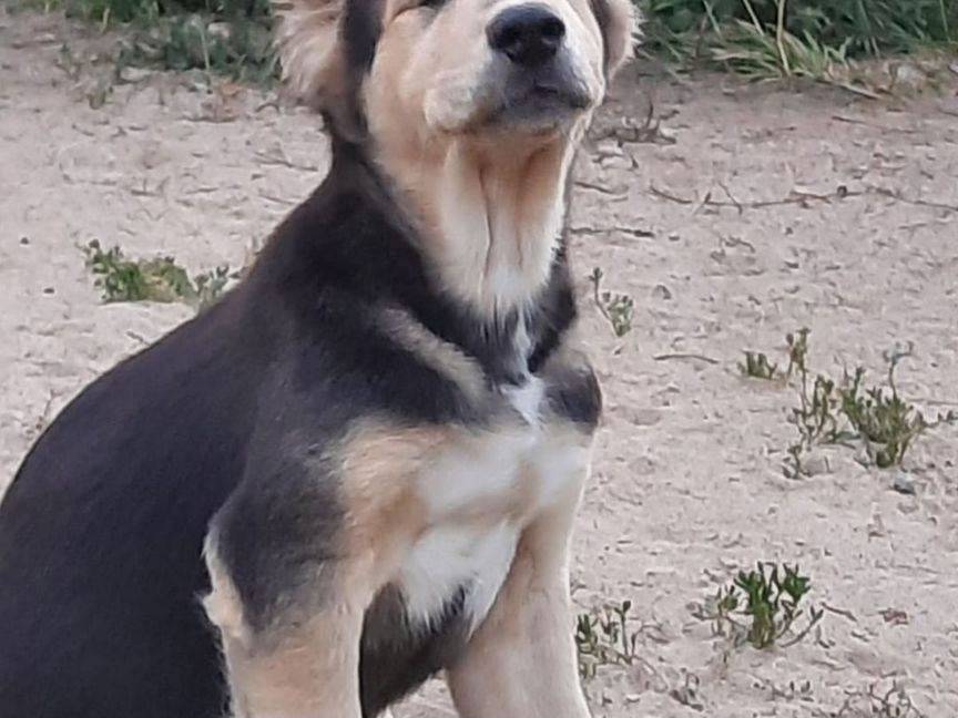 Кобель щенок(от 30.04.2024)