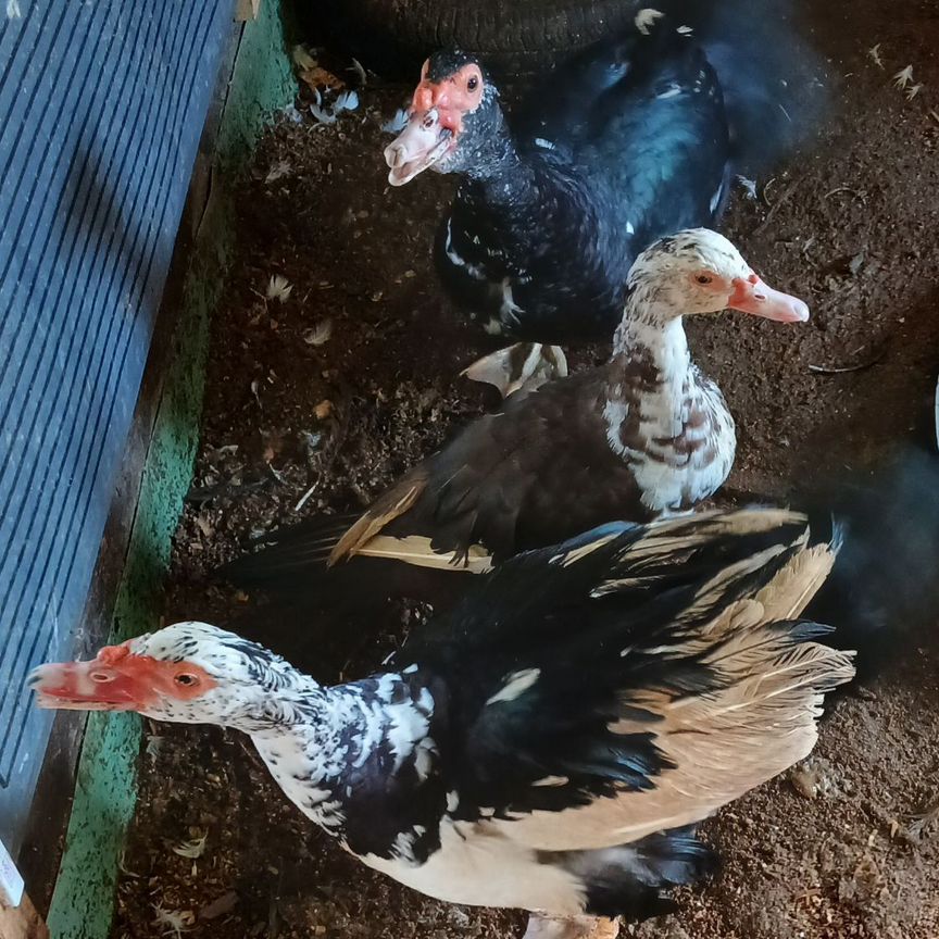 Мускусные утки на племя