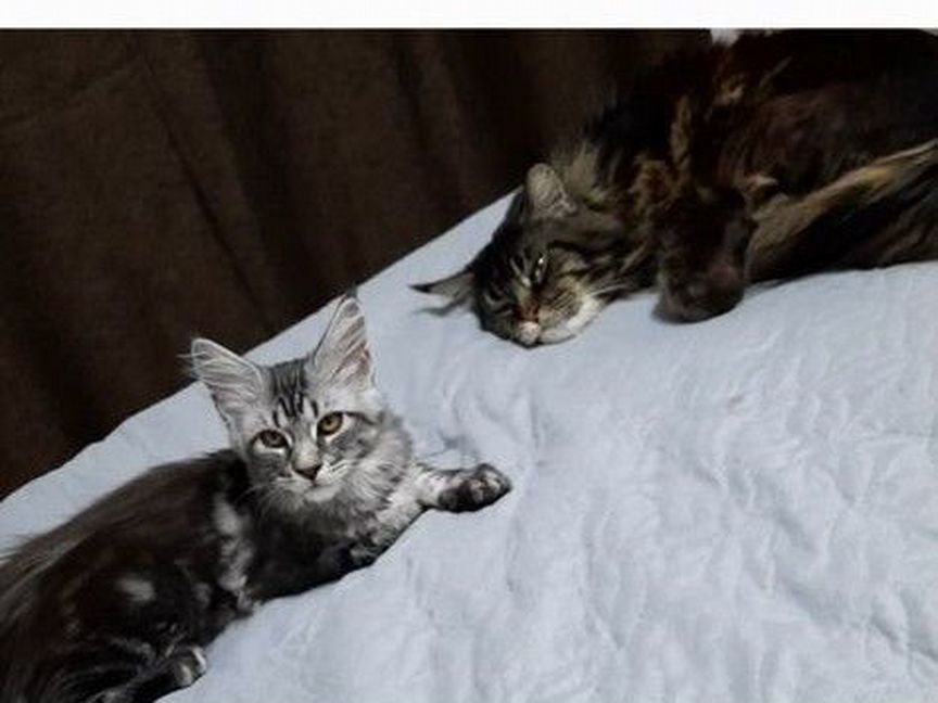 Котёнок мейн-кун