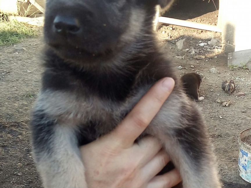 Восточно-европейская овчарка