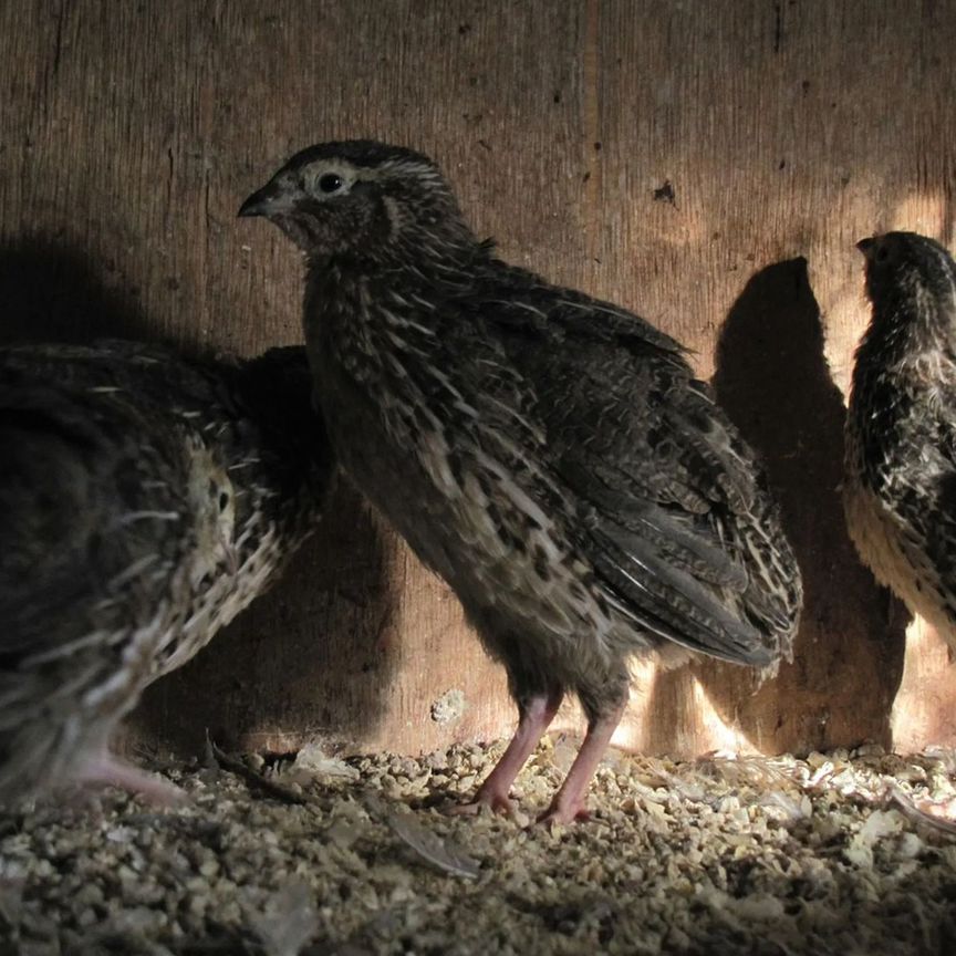 Перепела доставка сегодня