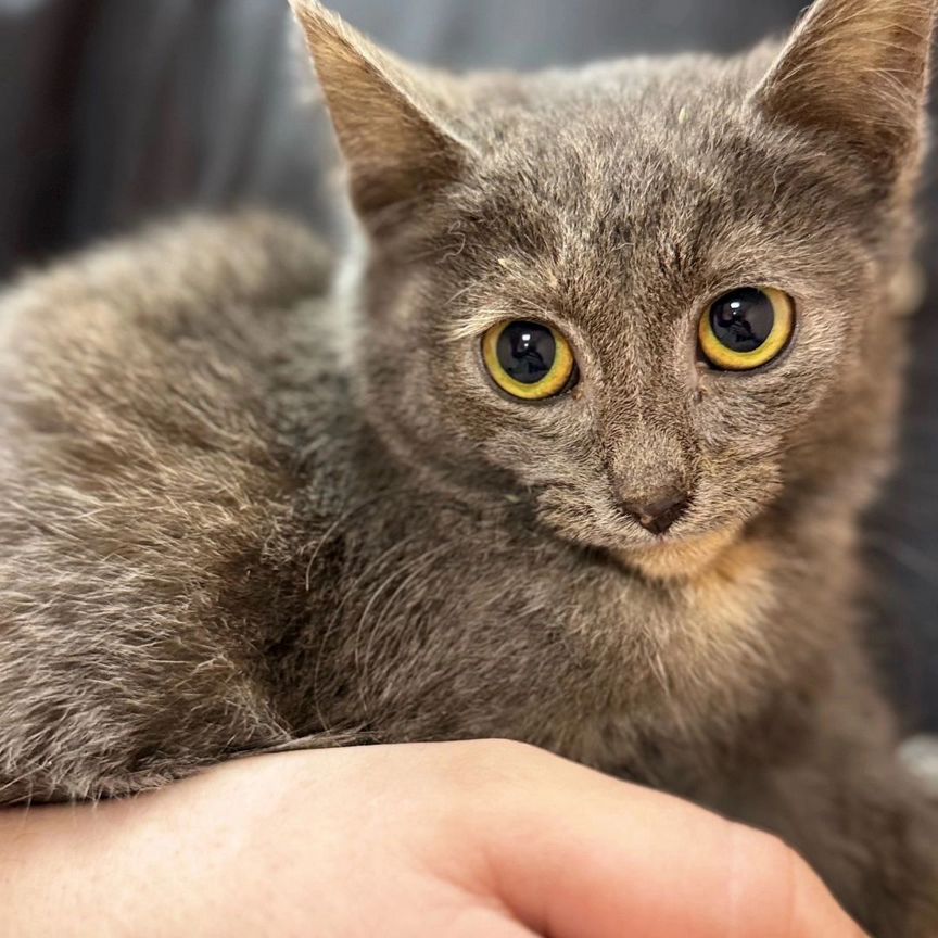 Майя ищет дом