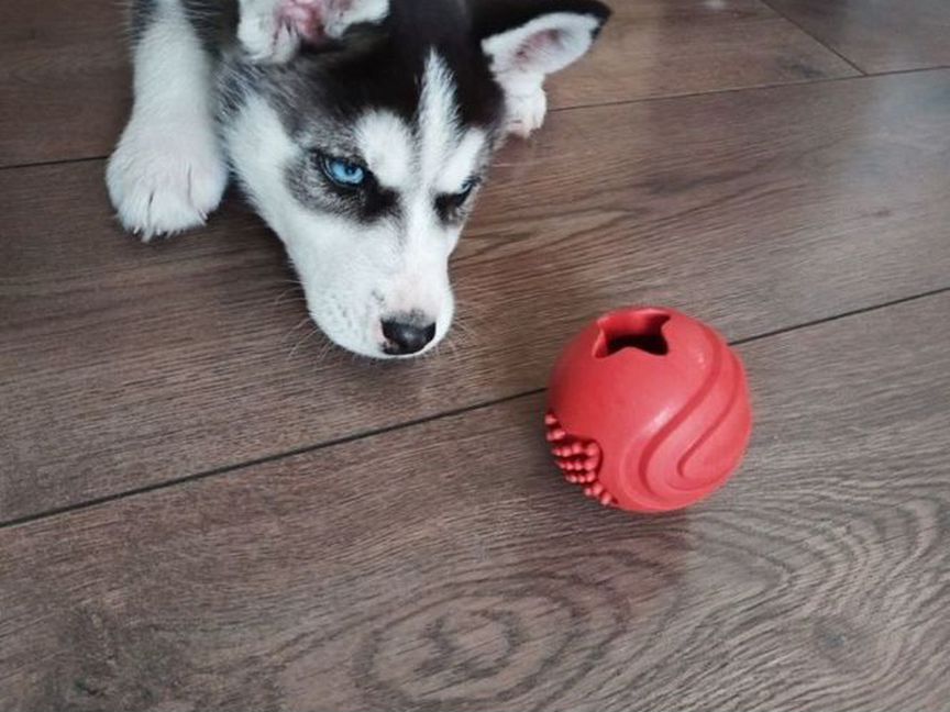 Щенки сибирской хаски