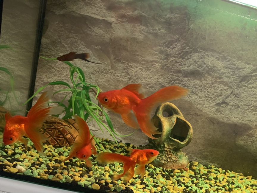 Аквариум с рыбками