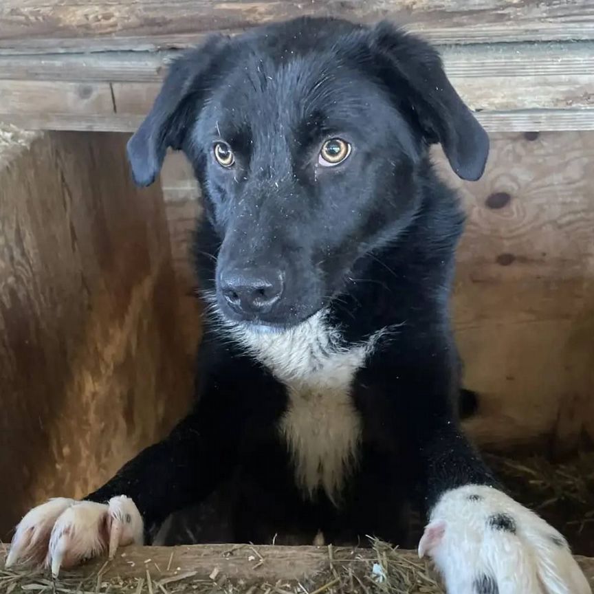 Щенок в добрые руки