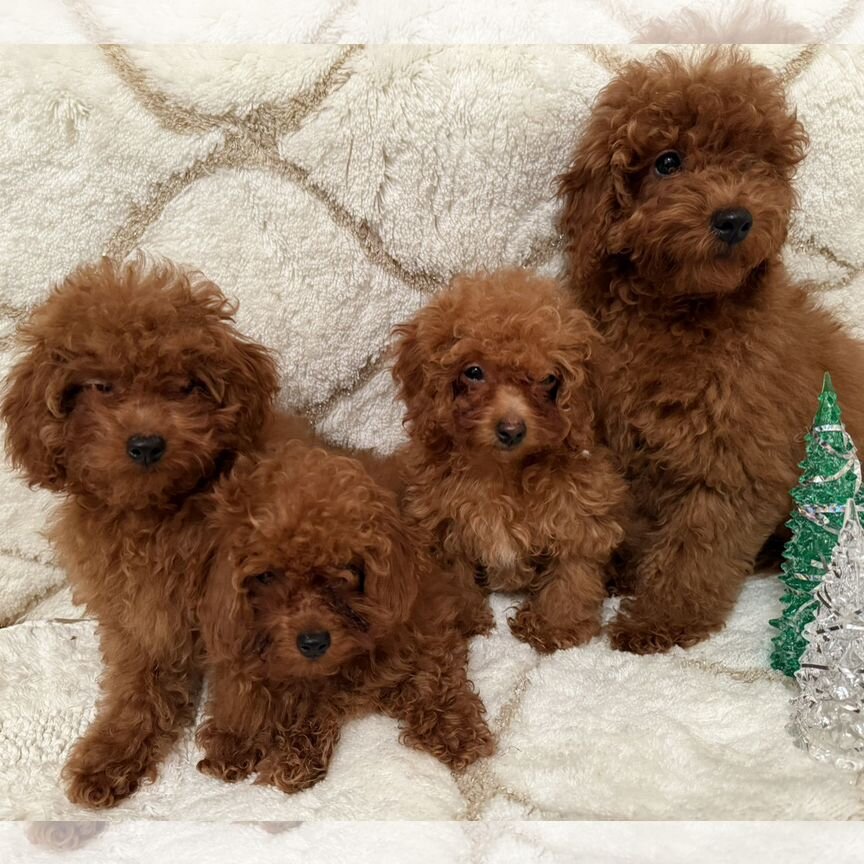 Той-пудель, щенок